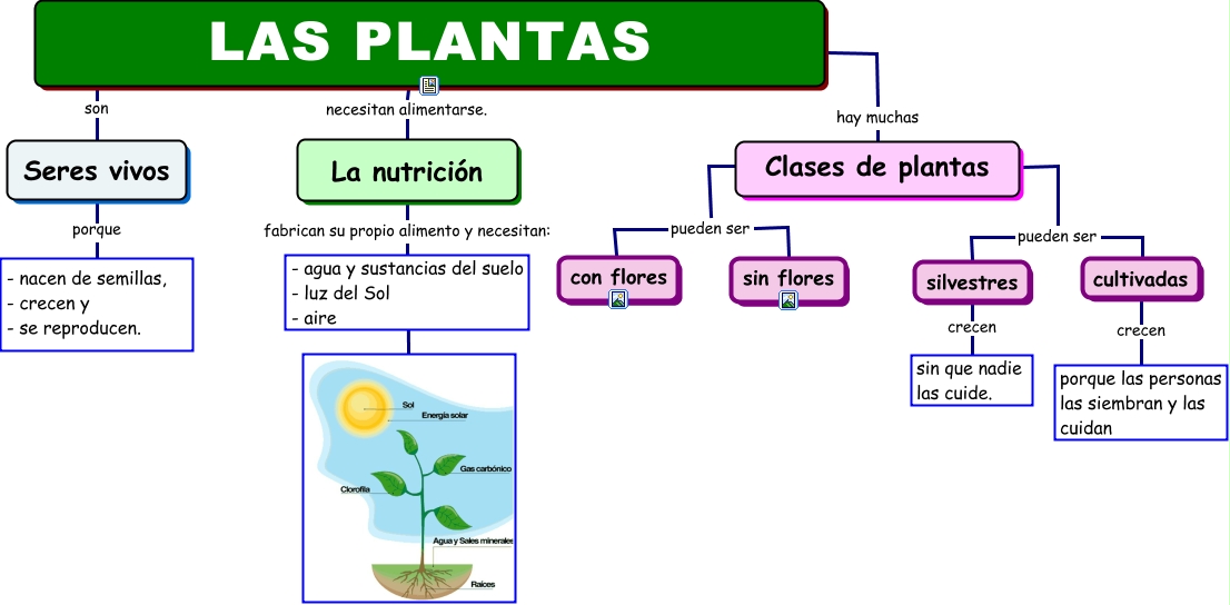 CLASES DE PLANTAS